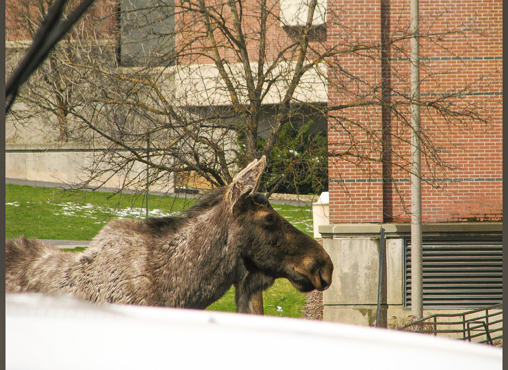 Moose from Moscow, ID, USA on April 15, 2022 at 10:02 AM by Annah Grace ...