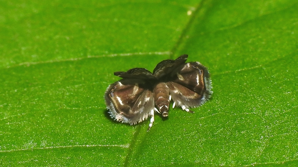 Brenthia formosensis from 菁山里 on May 17, 2022 at 03:01 PM by 熊盛志 ...
