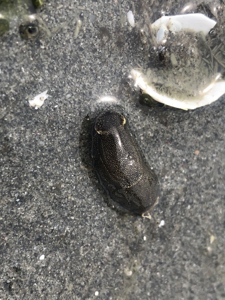 Spotted Aglaja from Beach Dr SW, Seattle, WA, US on 17 May, 2022 at 01: ...