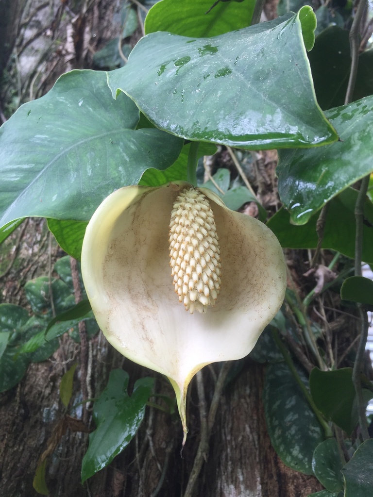 Monstera tuberculata from Calle Mónica, Talamanca, Limon, CR on May 17 ...