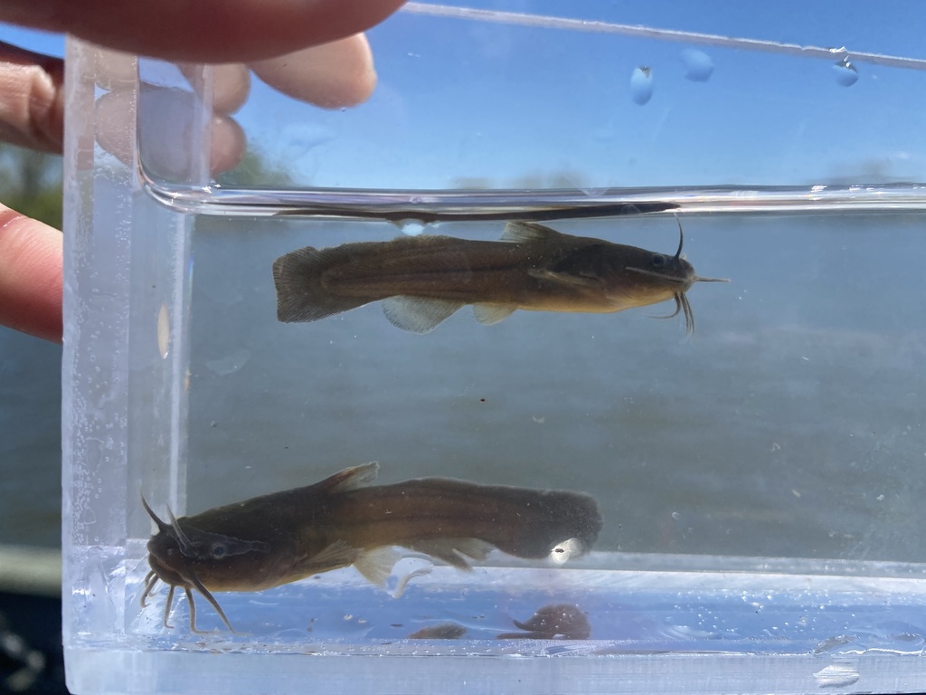 Tadpole Madtom from Detroit River, Rockwood, MI, US on May 17, 2022 at ...