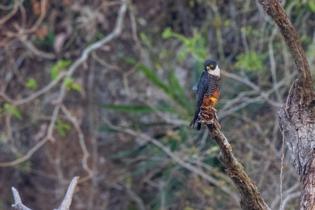 Bat Falcon from 91463 Ver., Mexico on May 17, 2022 at 04:07 PM by Isaac ...