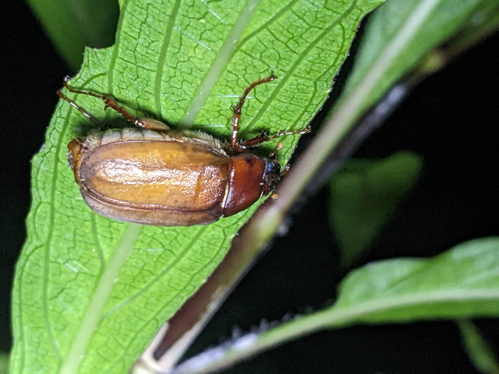 Scarabs from South Miami Heights, FL, USA on May 17, 2022 at 08:56 PM ...