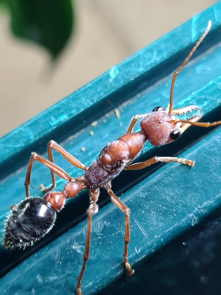 Myrmecia gratiosa in May 2022 by Nick Durrant · iNaturalist
