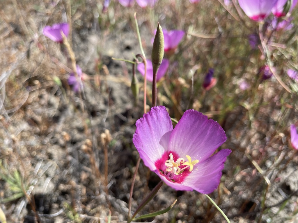 tracy's clarkia in May 2022 by Paul Aigner · iNaturalist