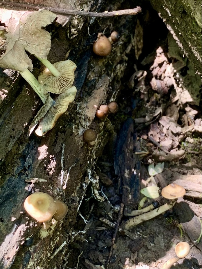 Psychedelic Ovoid Mushroom in May 2022 by naychurluvr · iNaturalist