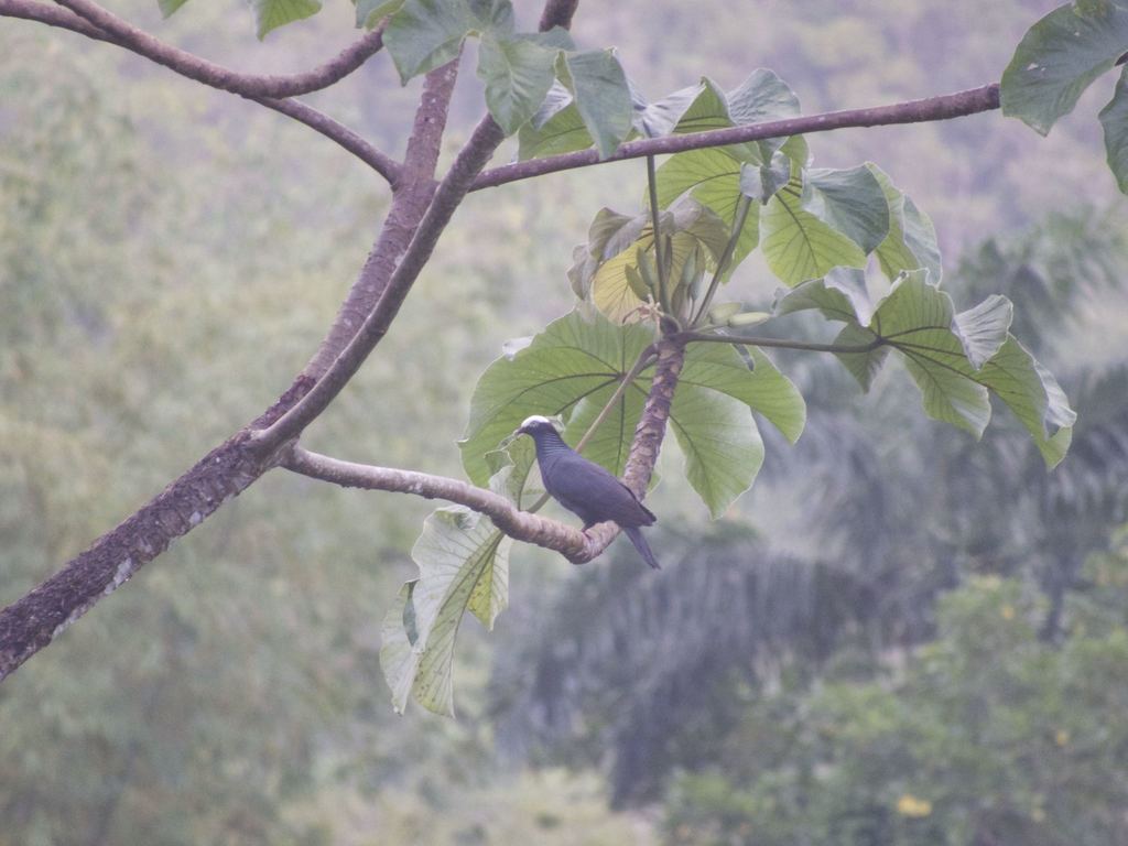 White-crowned Pigeon from Portland, JM on April 04, 2015 at 07:10 AM by ...
