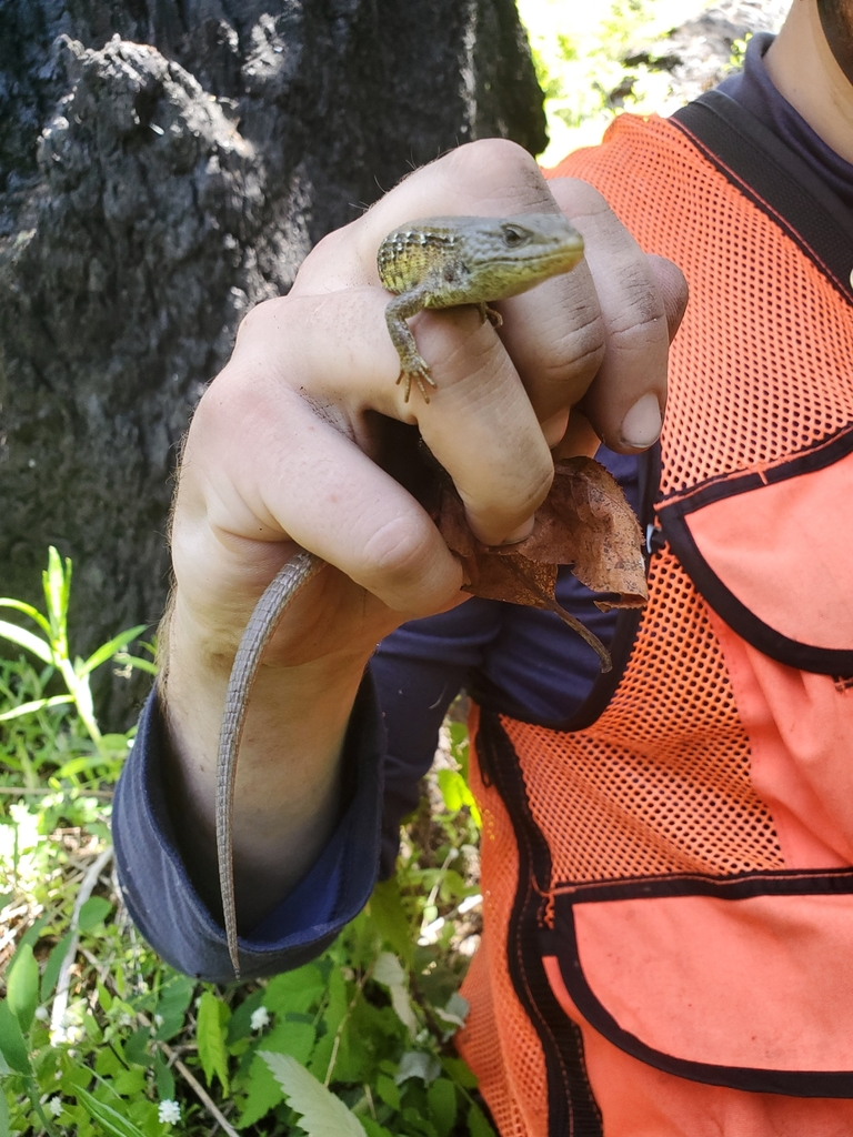 Northern Alligator Lizard from Riddle on May 17, 2022 at 01:53 PM by ...