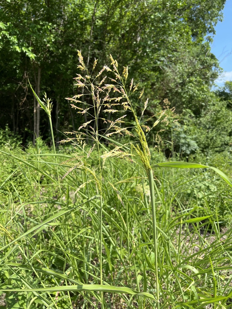 Johnson grass from Old Settlers Park, Round Rock, TX, US on May 17 ...