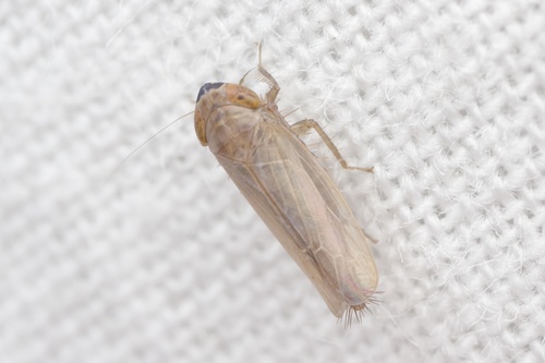 Destria bisignata · iNaturalist Guatemala