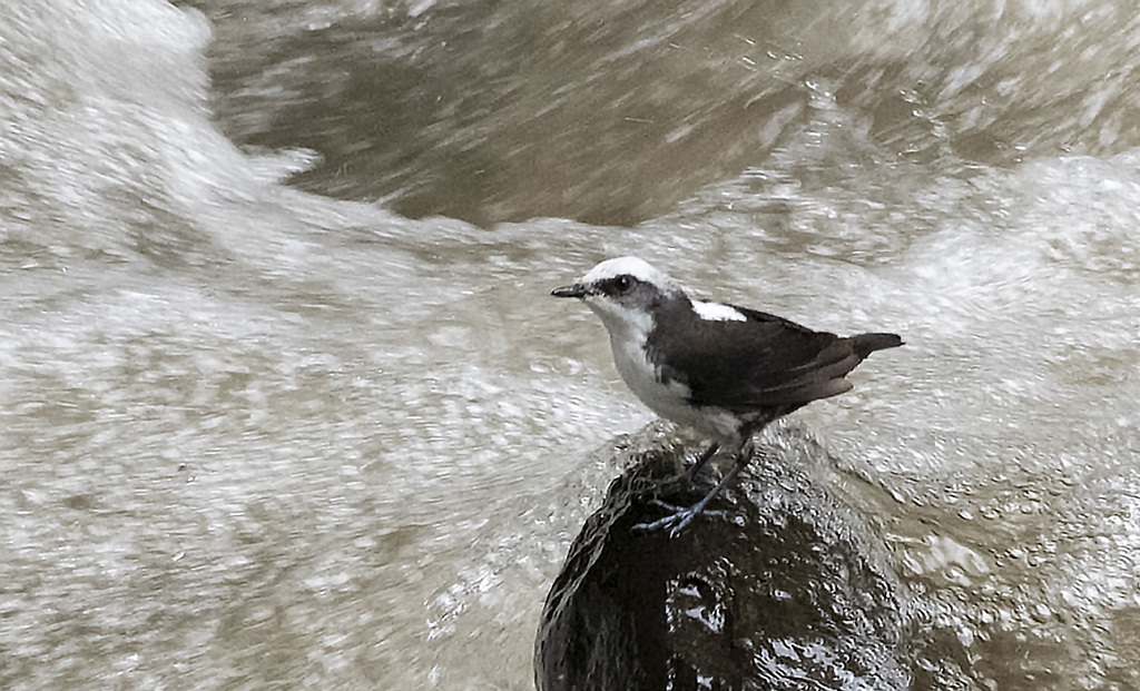 White-capped Dipper from Metropolitan District of Quito, Ecuador on ...
