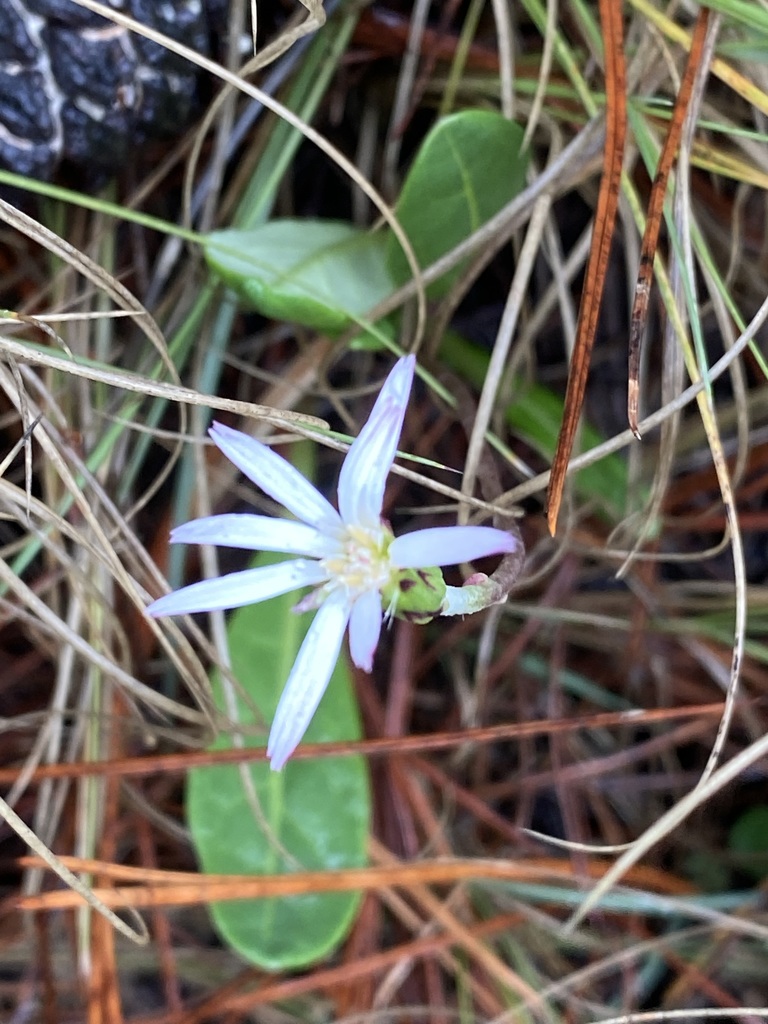 Seeman's Sunbonnets from Cd. de México, México on May 14, 2022 at 09:19 ...