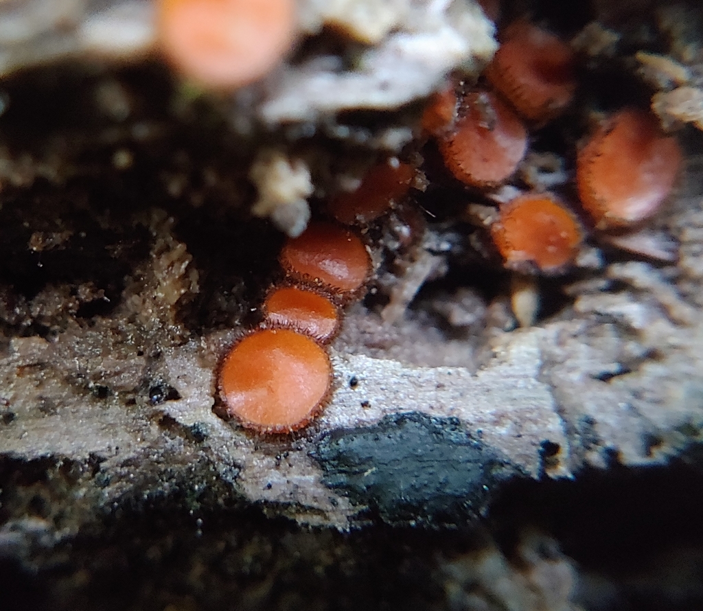 Eyelash cups from Clinton, WA 98236, USA on May 16, 2022 at 07:38 PM by ...