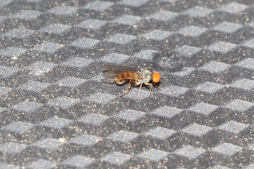 Agathomyia falleni from Дзензелівка, Черкаська область, Україна, 20141 ...
