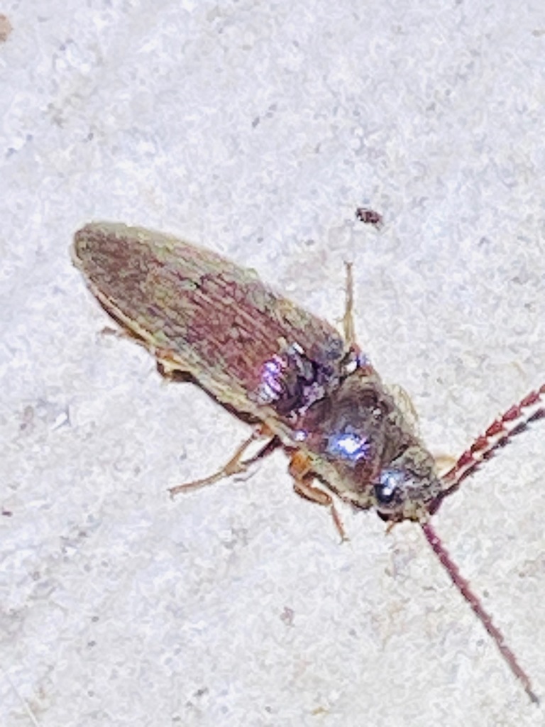 Dipropus ferreus from Windsor Park, Austin, TX, USA on May 17, 2022 at ...