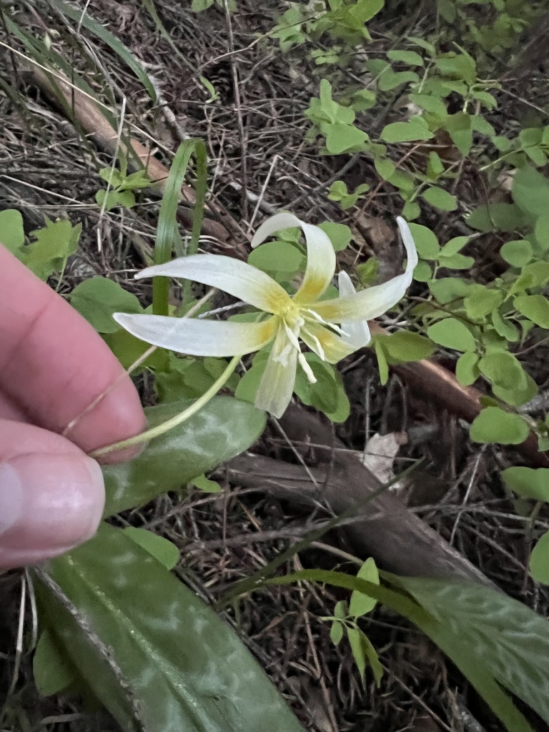 California Fawn Lily from Shasta-Trinity National Forest, Lewiston, CA ...