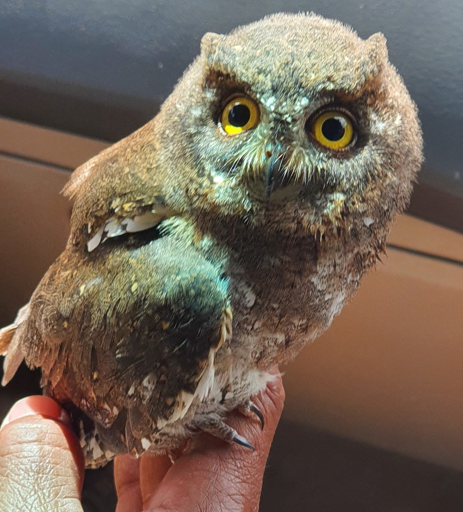 Oriental Scops-Owl from C543+QWC, Ko Proet, Laem Sing District ...