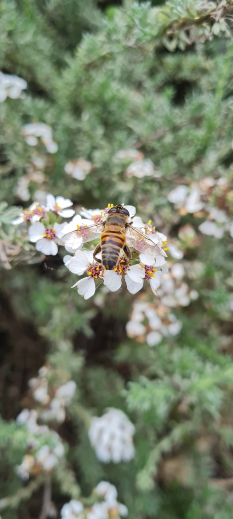 Phytomia from Pelikan Park, Cape Town, 7941, South Africa on May 17 ...