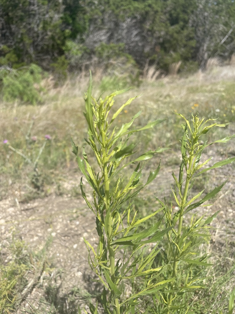 Poverty Weed from Mountain Spring Ln, Leander, TX, US on May 17, 2022 ...