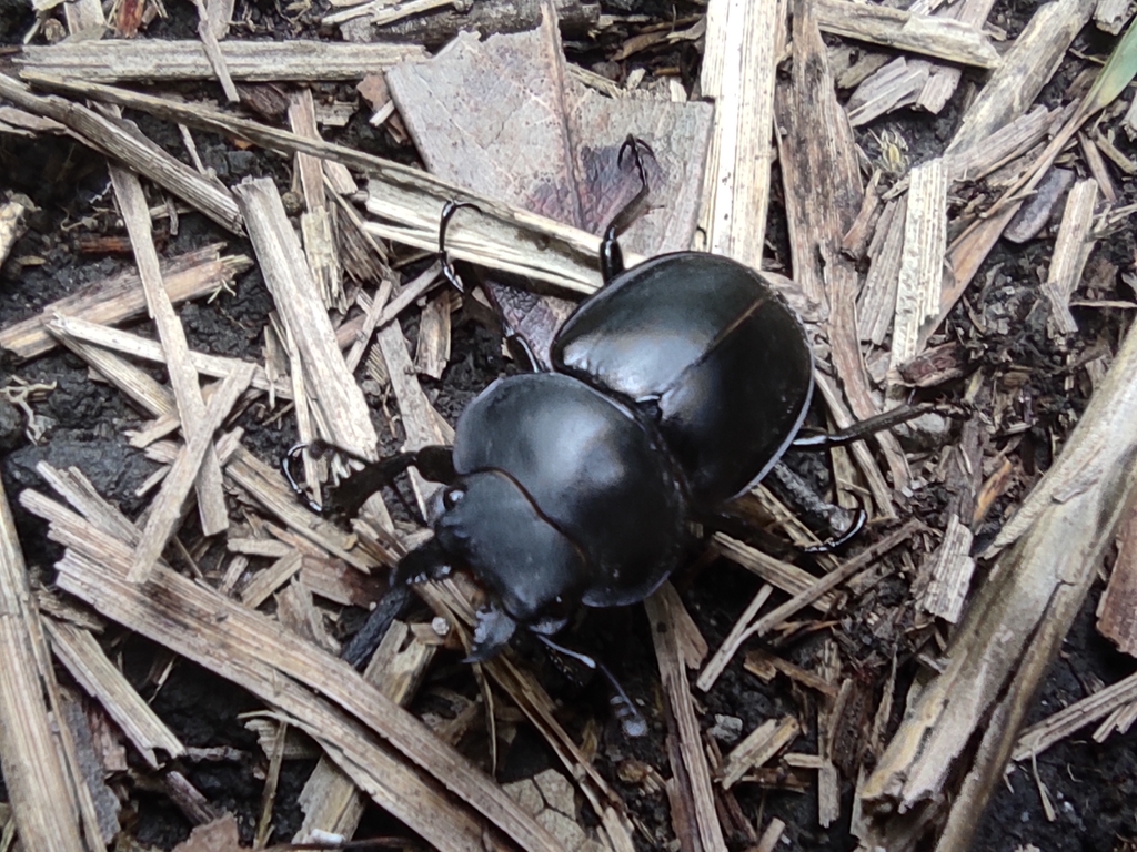 Neolucanus sinicus championi from Wong Tai Sin, HK on May 18, 2022 at ...