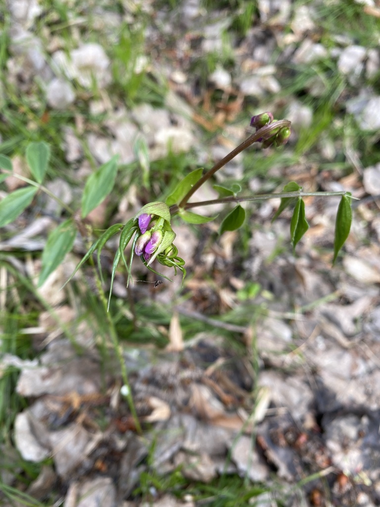 spring vetch from Tobol'skiy rayon, RU-TY, RU on May 17, 2022 at 02:38 ...
