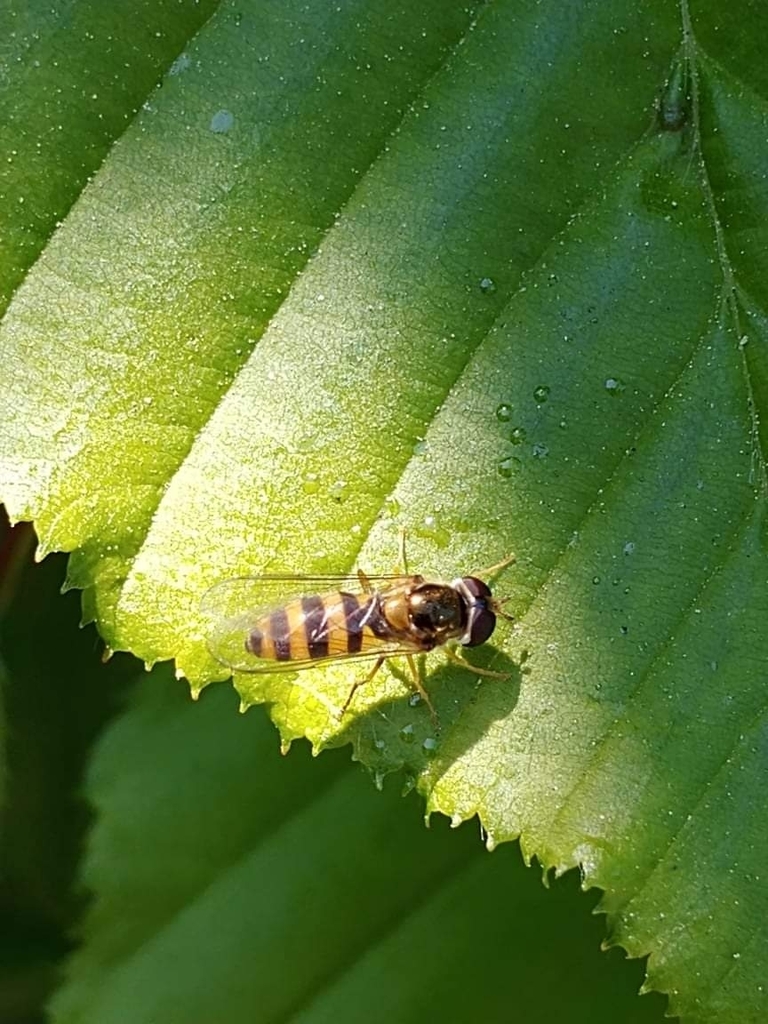 Meligramma from Park im. Jana Matejki on May 18, 2022 at 11:39 AM by ...