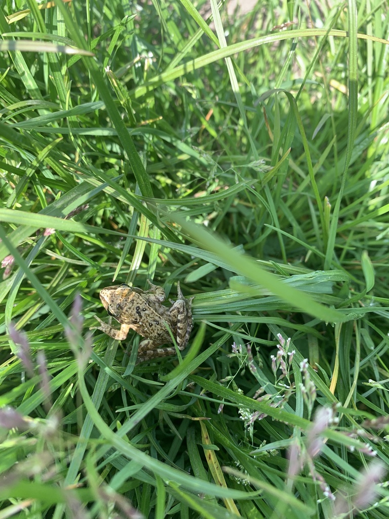 European Common Frog from Brorsonsvej, Ribe, Syddanmark, DK on May 18 ...
