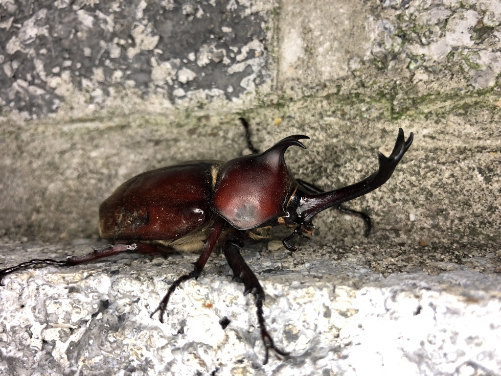 Trypoxylus dichotomus tsunobosonis from 三峽區, TW on June 13, 2018 at 08: ...