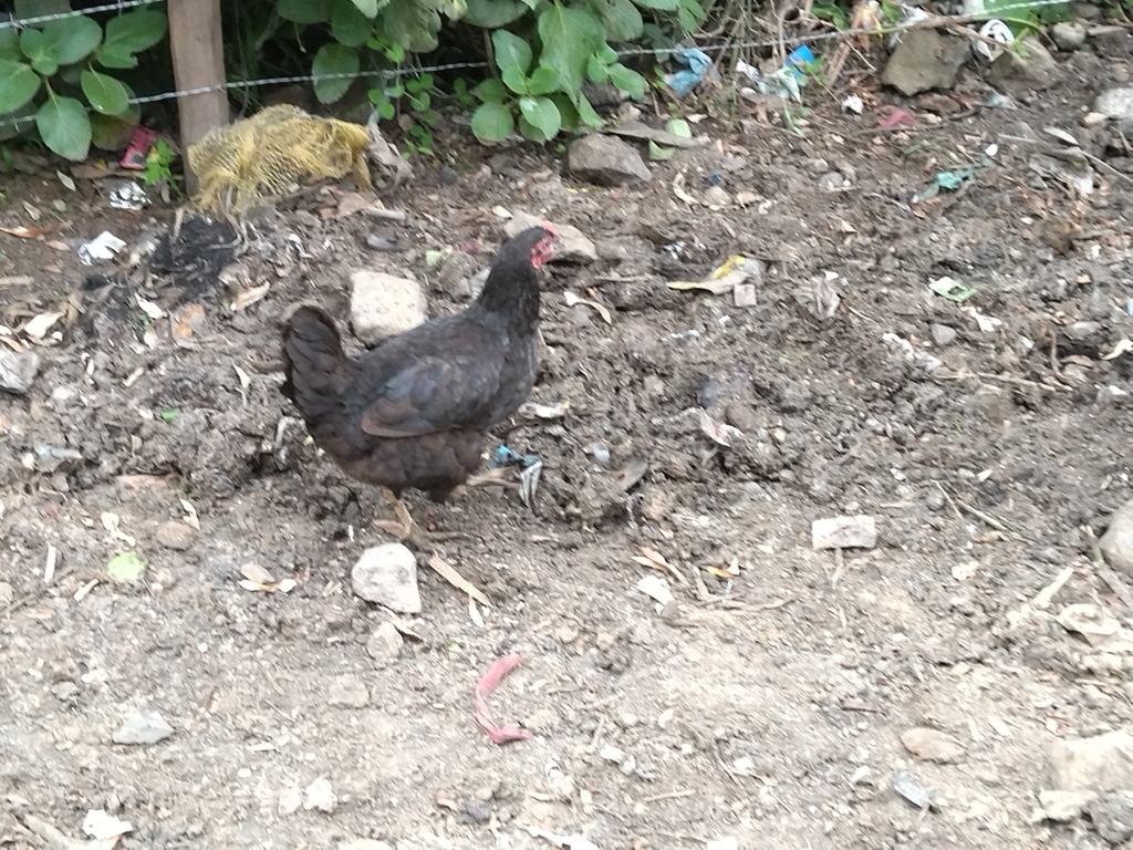 Domestic Chicken from Olposimoru Narok North, Narok, Kenya on May 18 ...