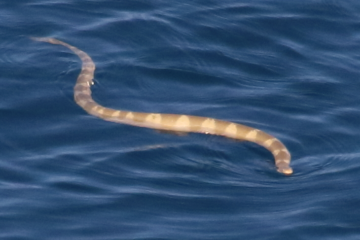Shaw's Sea Snake on May 17, 2022 at 03:04 PM by Rémi Bigonneau ...