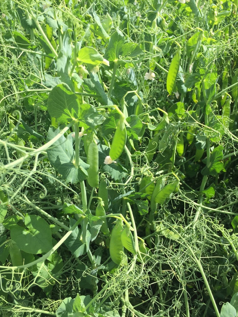 Common Pea from Rue des Thermes, Le Vieil-Evreux, Haute-Normandie, FR ...