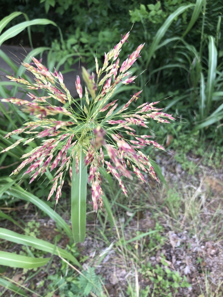 Johnson grass from Johnson County, US-TX, US on May 18, 2022 at 09:22 ...