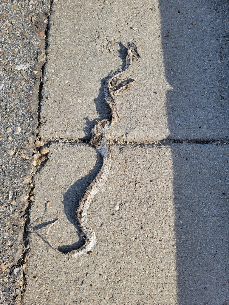 Gopher Snake from Barber Valley, Boise, ID, USA on May 18, 2022 at 08: ...