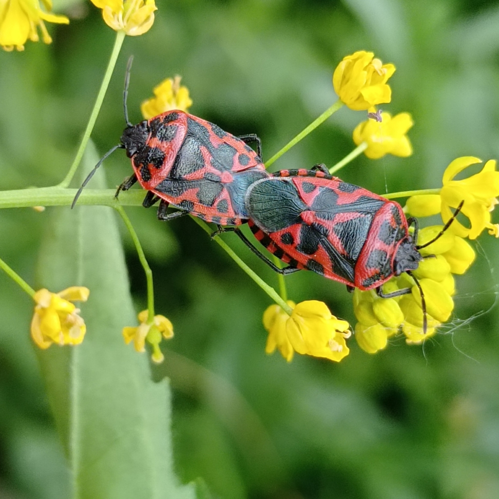 cruciferous bug from 10070 Villanova Canavese TO, Italia on May 18 ...