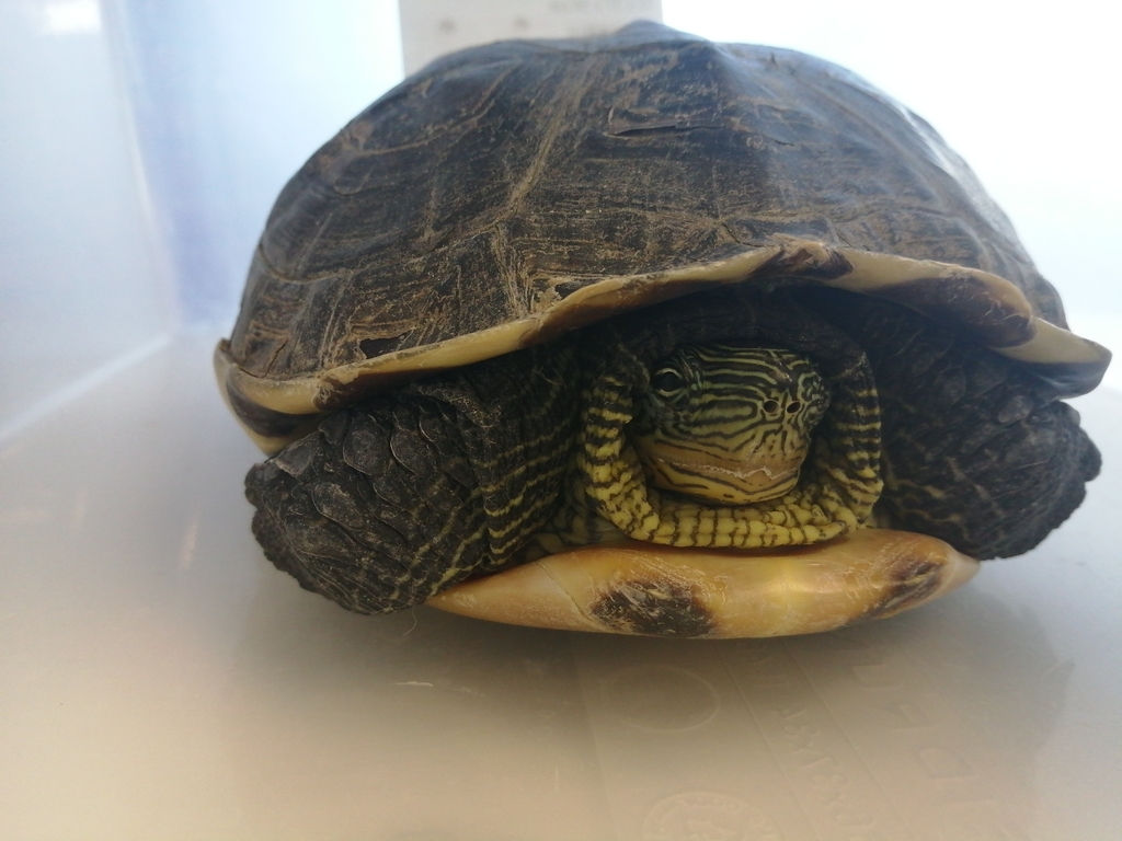 Common thread turtle in May 2022 by Martina Molnár · iNaturalist