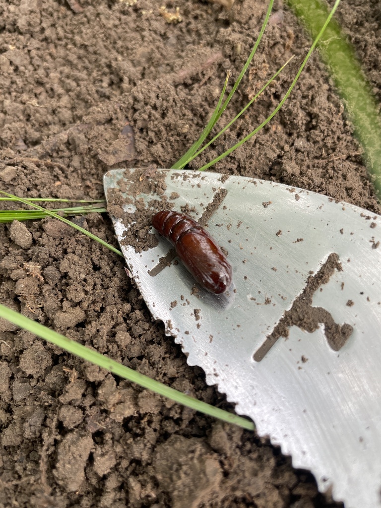 Insects from Forest Park, St. Louis, MO, US on May 18, 2022 at 10:10 AM ...