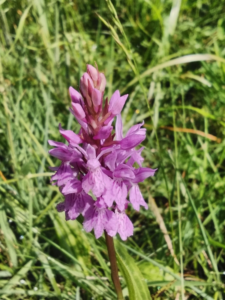 Common Spotted Orchid from 73190 La Thuile, France on June 10, 2021 at 12:02 PM by ferlay myriam ...