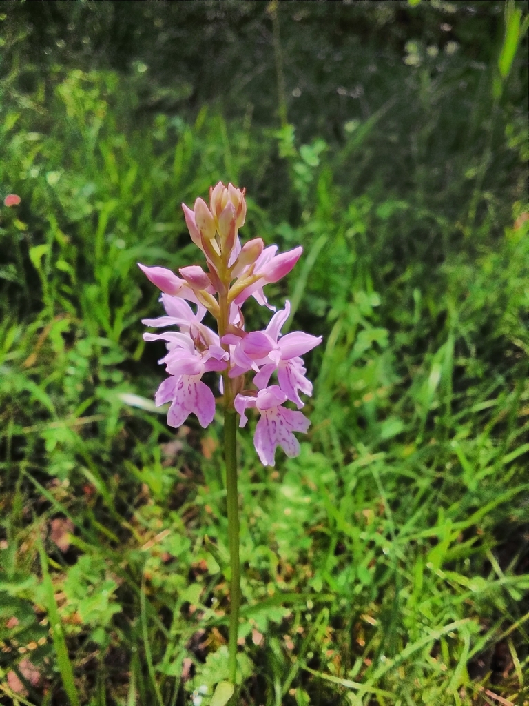 Common Spotted Orchid from 73190 La Thuile, France on June 10, 2021 at 12:00 PM by ferlay myriam ...
