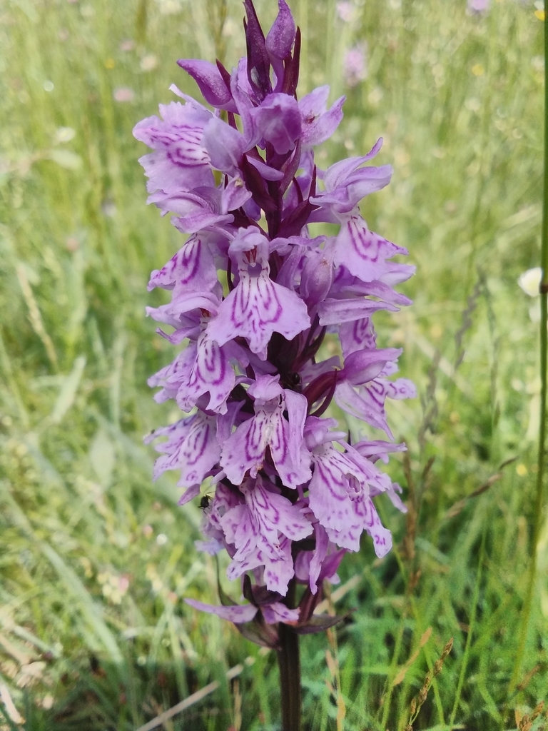 Common Spotted Orchid from 73190 La Thuile, France on June 10, 2021 at 11:58 AM by ferlay myriam ...