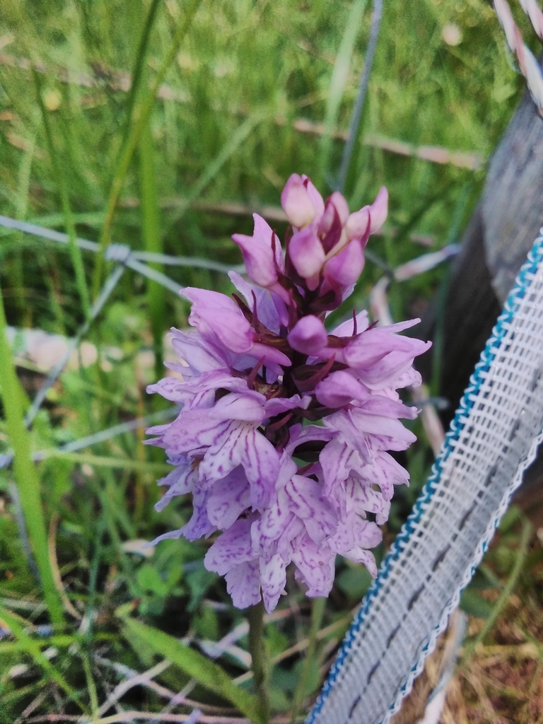 Common Spotted Orchid from 73190 La Thuile, France on June 10, 2021 at 11:57 AM by ferlay myriam ...