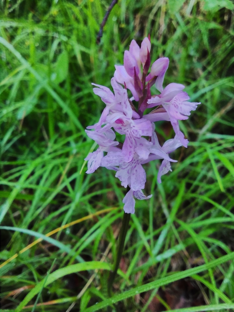 Common Spotted Orchid from 73190 La Thuile, France on June 10, 2021 at 11:48 AM by ferlay myriam ...