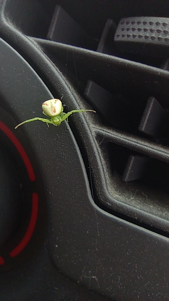 Triangle Crab Spider from 76430 Sandouville, France on May 18, 2022 at ...