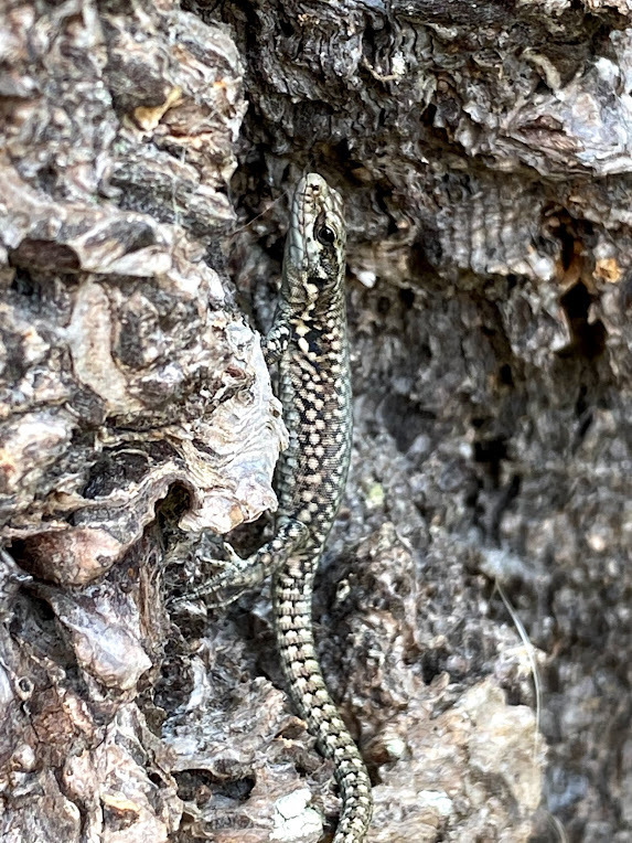 Common Wall Lizard from Langford, BC V9B, Canada by Kevin Murphy ...