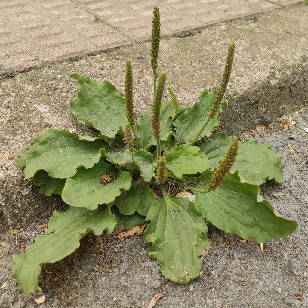 common plantain from San Vicente, Baracaldo, Vizcaya, España on May 18 ...