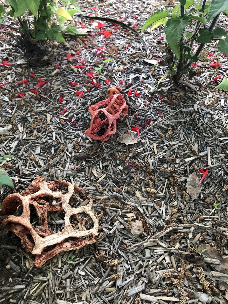 red-cage fungus from Orto e museo botanico Pisa on May 18, 2022 at 06: ...