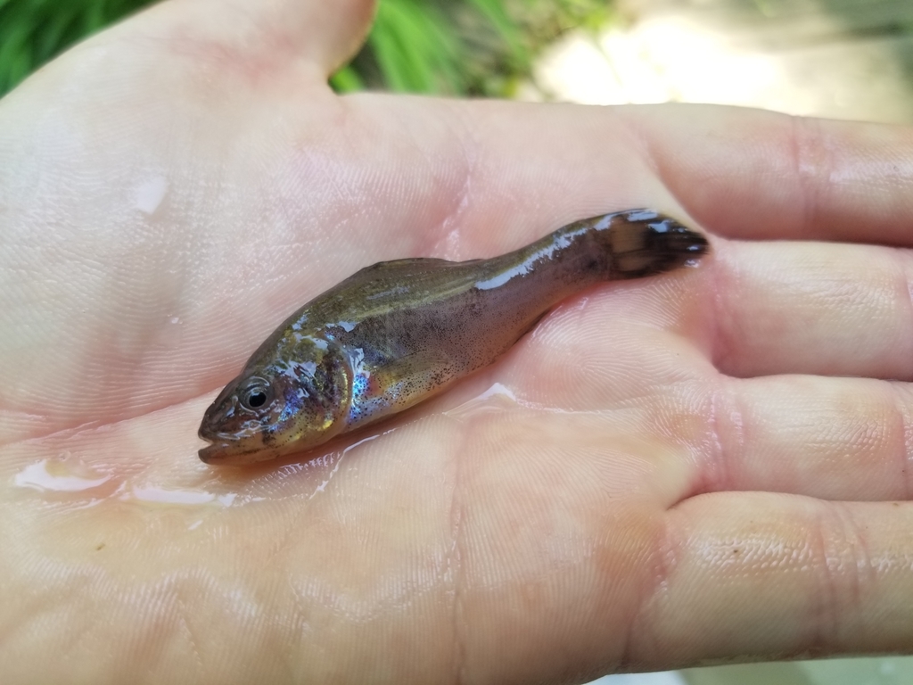 Pirate Perch from California, MD 20619, USA on May 18, 2022 at 01:14 PM ...