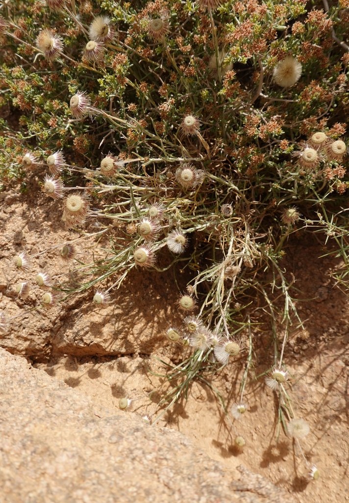 Phagnalon nitidum from Sant Katrin, Janub Sina', Egypt on May 9, 2022 ...