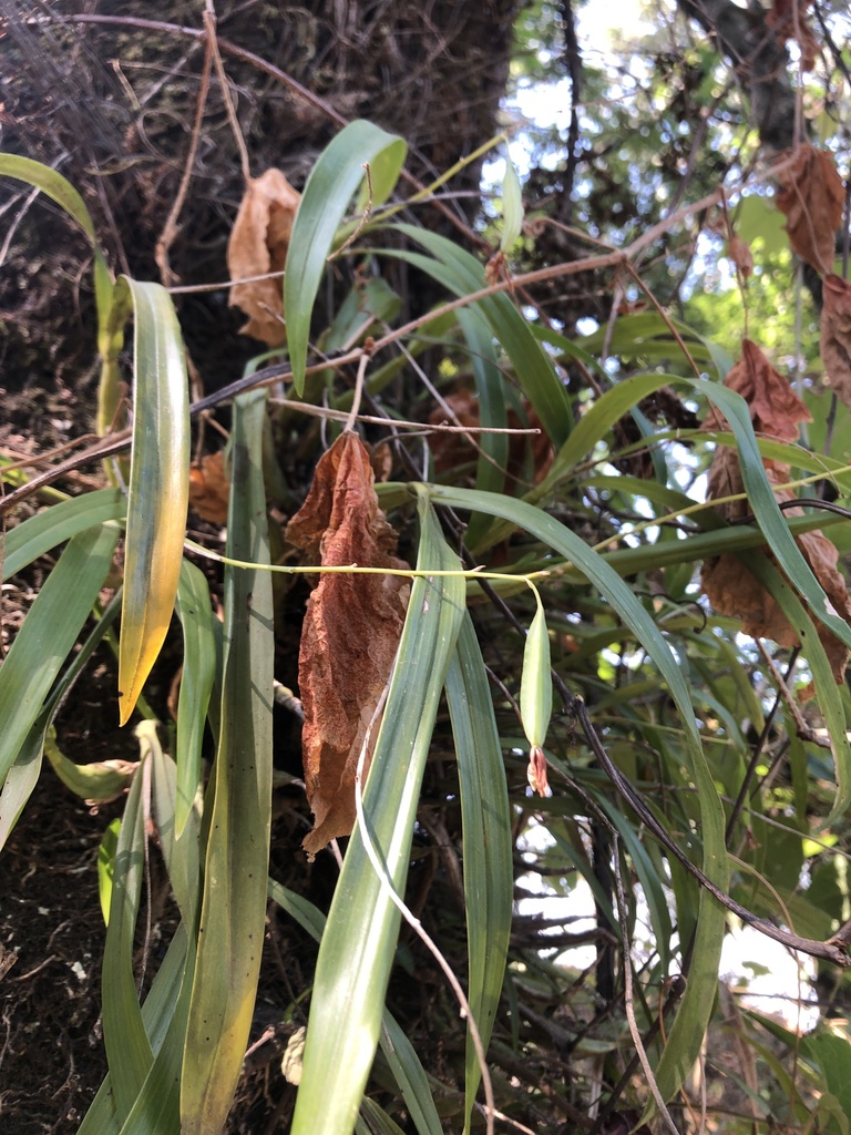 Prosthechea squalida from El Tepozteco, Tepoztlán, MX-MR, MX on May 18 ...