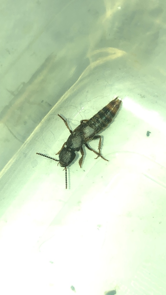 Cinnamon Rove Beetle from Crestview Ave, Reading, PA, US on May 18 ...