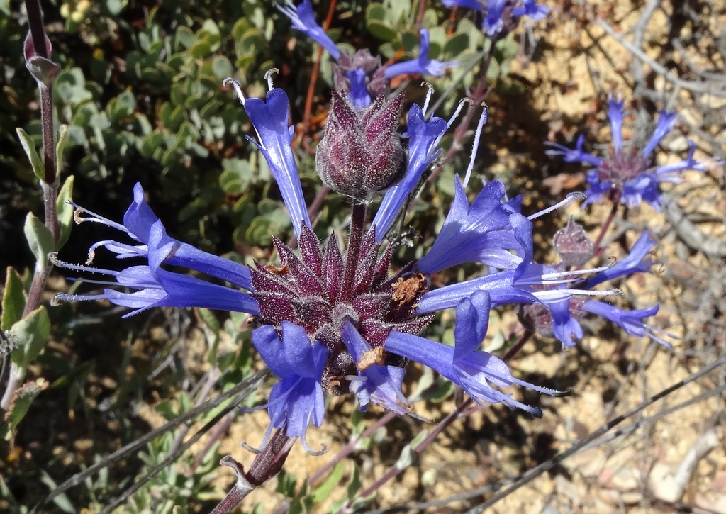 Cleveland Sage from Inaja Memorial, Santa Ysabel, CA on June 6, 2015 at ...